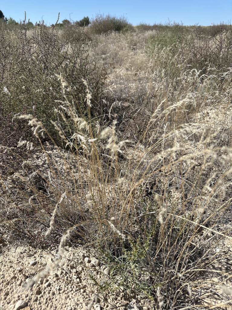 Sand Ricegrass from Deer Flat National Wildlife Refuge, Caldwell, ID ...