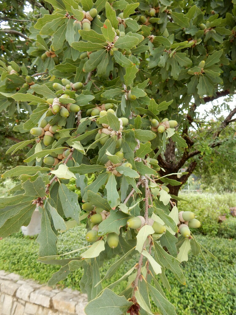 Lacey Oak from Fort Worth, TX, USA on September 14, 2023 at 02:47 PM by ...
