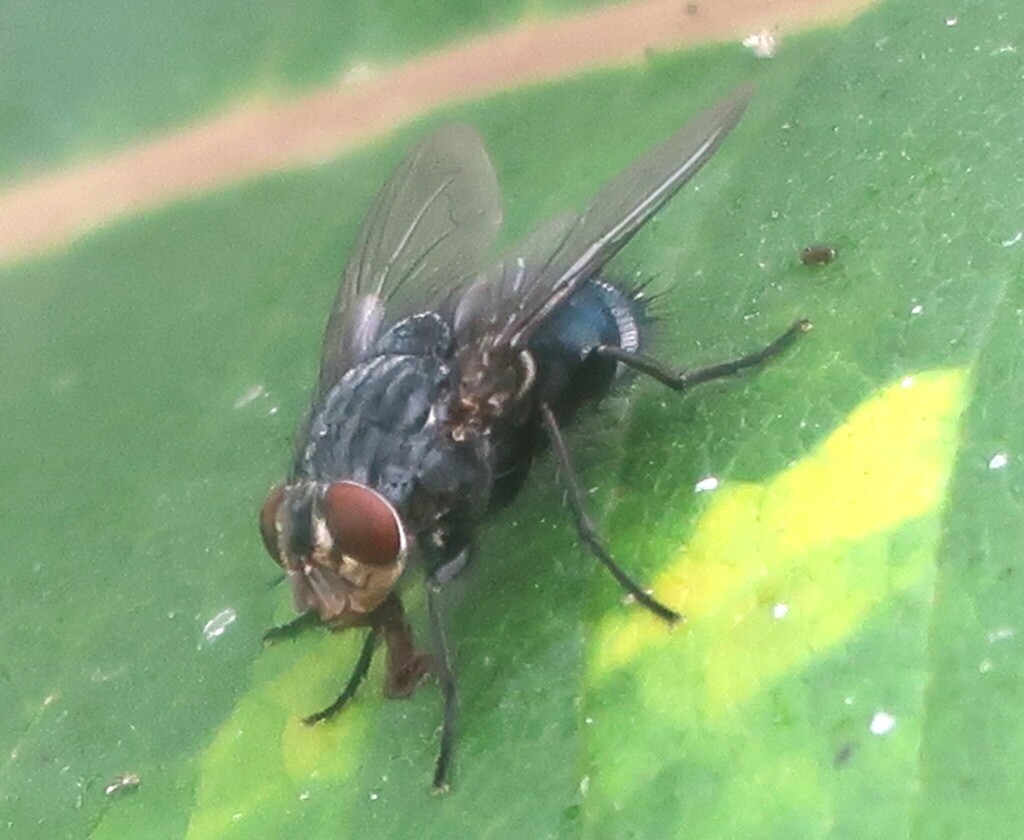 Blue Blowfly from St. Catharines, ON, Canada on September 12, 2023 at ...