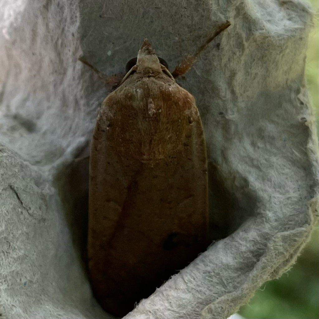 Large Yellow Underwing from Peterborough on September 10, 2023 at 11:32 ...