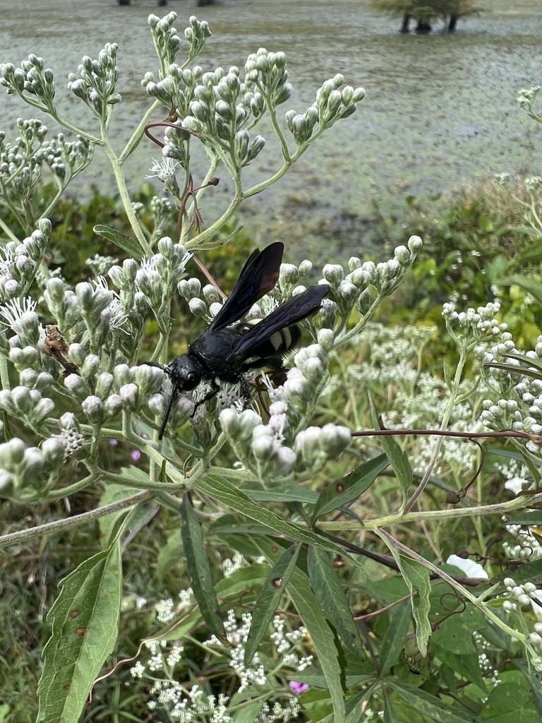 Double-banded Scoliid Wasp from Philipp, MS, US on September 15, 2023 ...