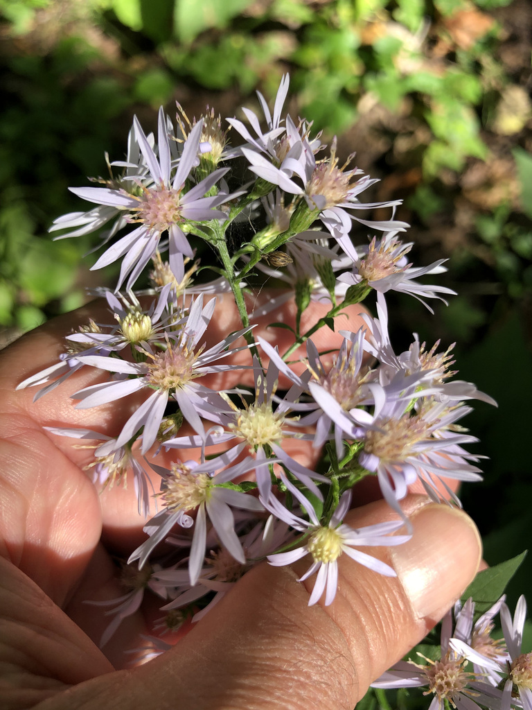 Common Blue Wood Aster from Terrebonne, QC, Canada on September 15 ...