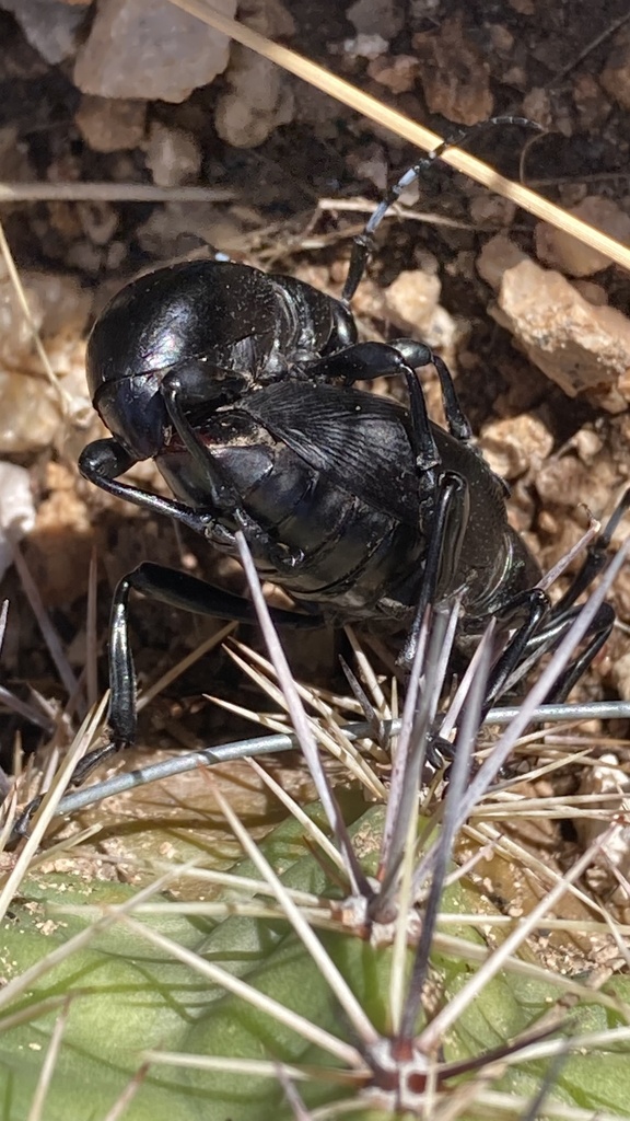 Cactus Longhorn Beetles from Tonto National Forest, Miami, AZ, US on ...