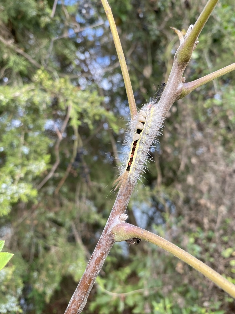 White-marked Tussock Moth from Chester, VA, US on September 14, 2023 at ...