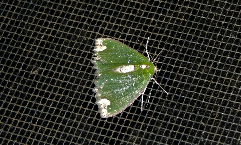 Eucyclodes goniota from Strathdickie QLD 4800, Australia on September ...