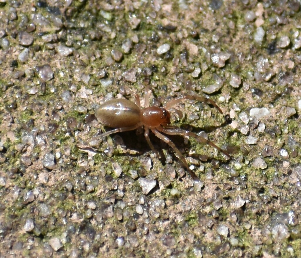 Trachelas from Ravenel, SC, USA on September 12, 2023 at 11:38 AM by ...