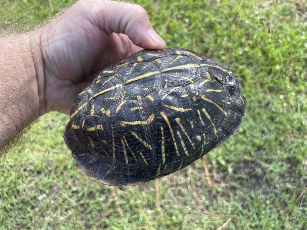 Florida Box Turtle from Cogan Dr SE, Palm Bay, FL, US on September 15 ...