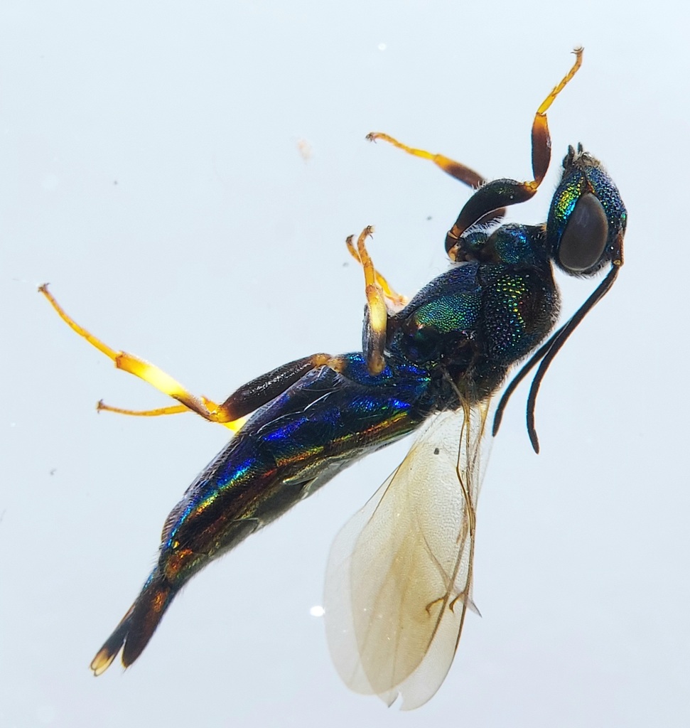 Balcha indica from Northeast Portland, Portland, OR, USA on August 16 ...