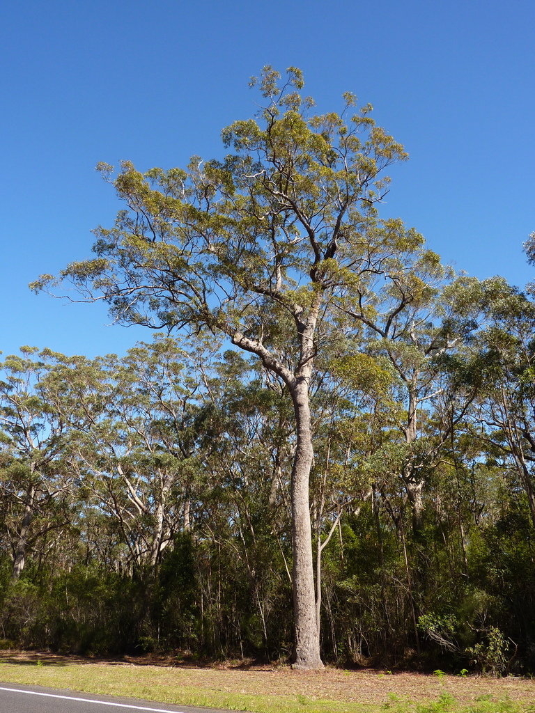 Red Bloodwood from Jerrawangala NSW 2540, Australia on November 8, 2017 ...
