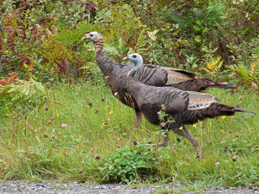 Wild Turkey from Ferdinand, VT, USA on September 13, 2023 at 12:06 PM ...