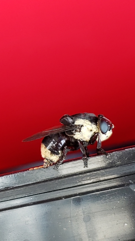 Mouse Bot Fly in August 2023 by Robogenesis · iNaturalist