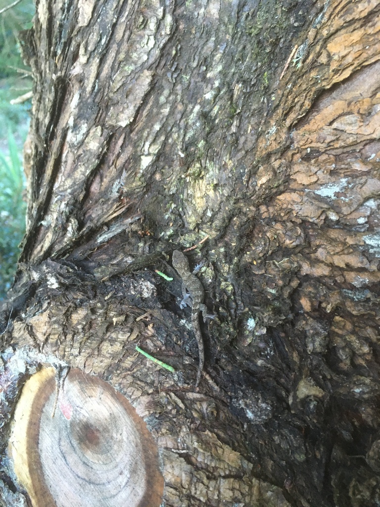 Waitaha Gecko in May 2023 by jamahlk. Found in a decaying macrocarpa ...