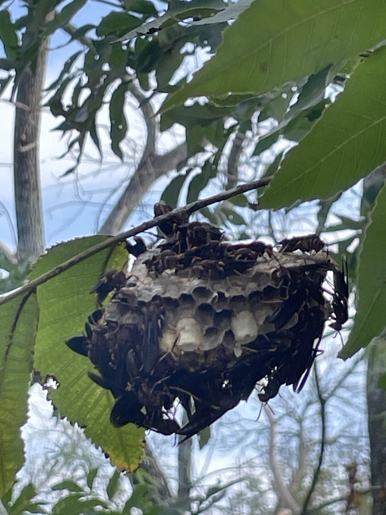 Ringed Paper Wasp from Ray Roberts Lake State Park, Denton, TX, US on ...