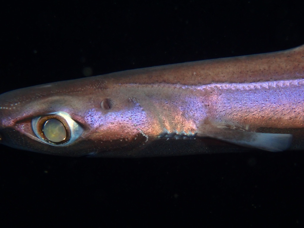 Velvet Belly Lantern Shark (Etmopterus spinax) - Marine Life Identification