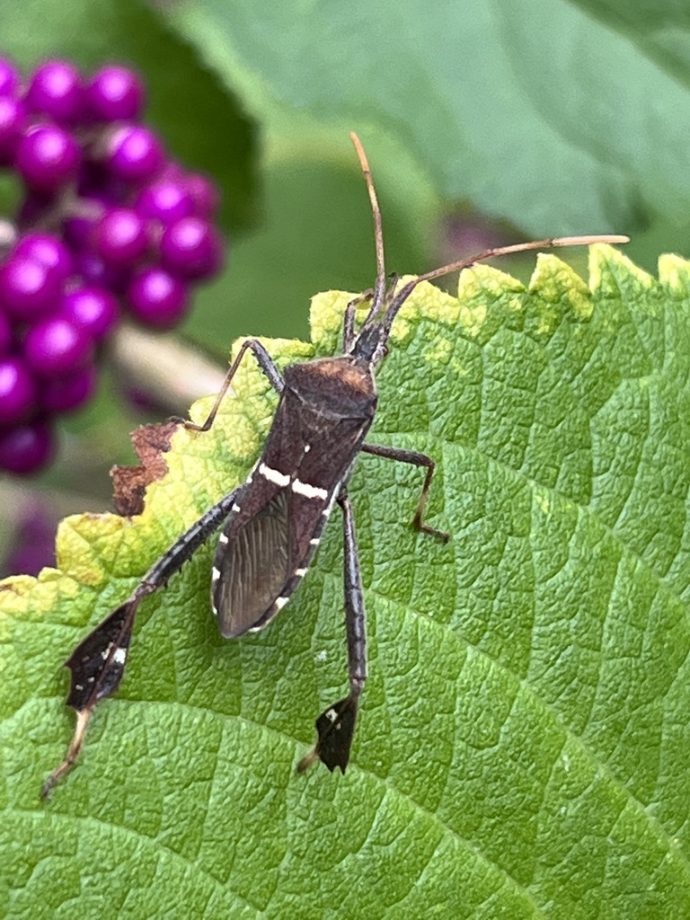 Eastern Leaf-footed Bug from University of North Texas, Denton, TX, US ...