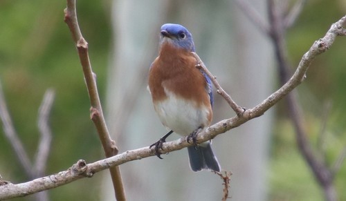Bermuda Bluebird (Subspecies Sialia sialis bermudensis) · iNaturalist