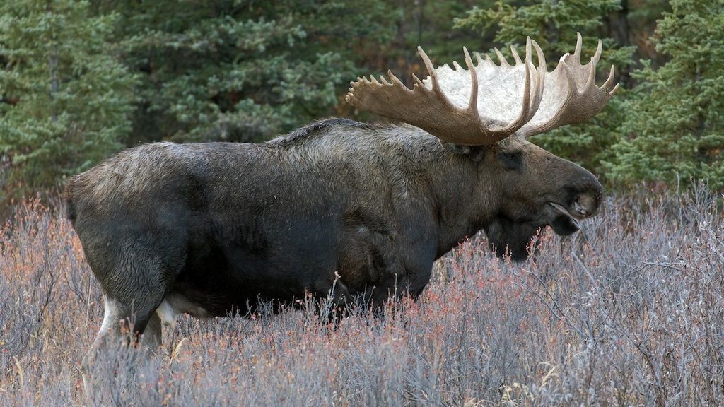 Alaskan Moose (Alces alces gigas) - Know Your Mammals