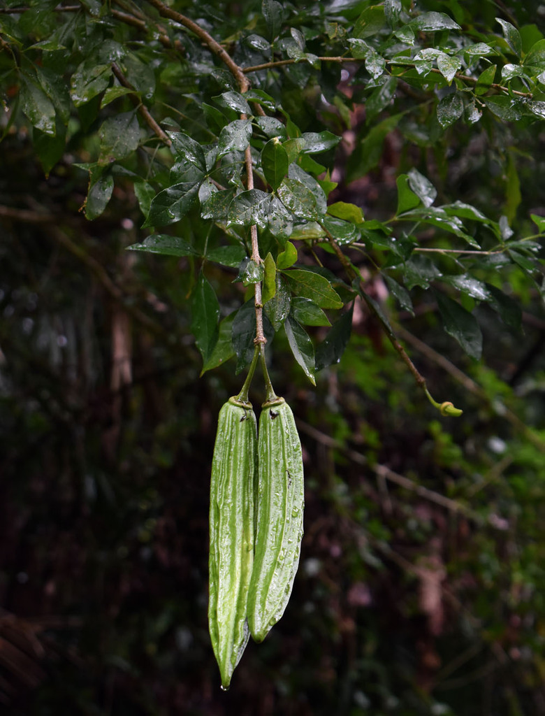 cuachilote from Cairns QLD, Australia on July 26, 2023 at 12:11 PM by ...