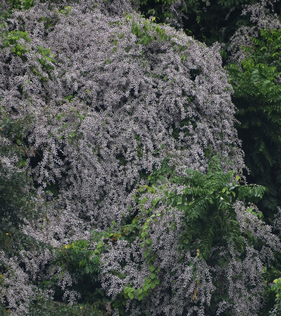 Shower Orchid from Cairns QLD, Australia on July 26, 2023 at 12:24 PM ...