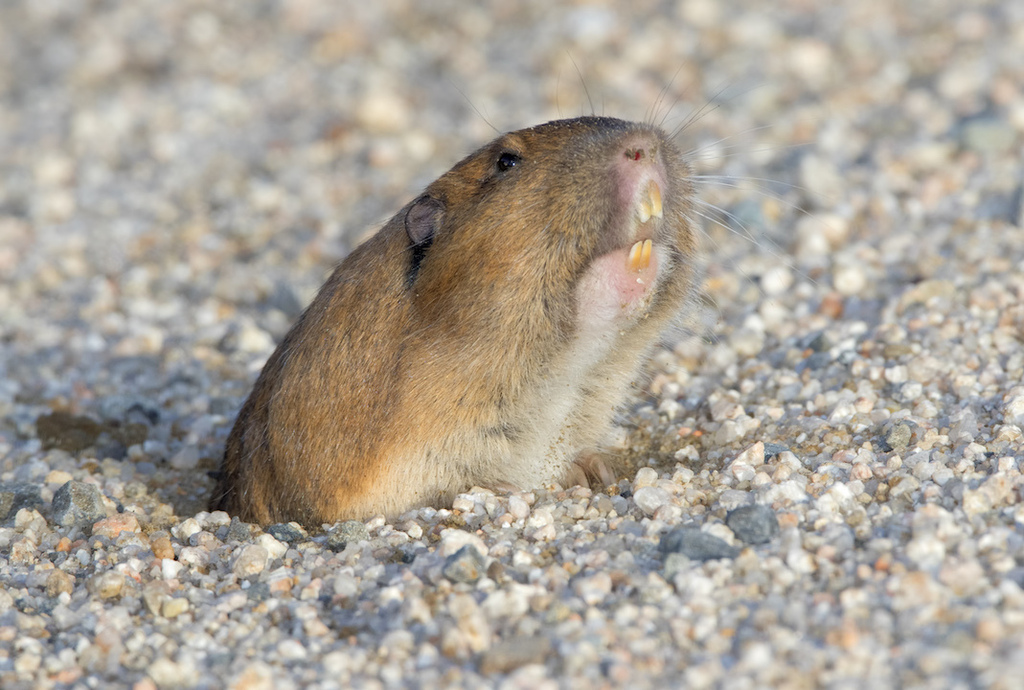 Botta's Pocket Gopher from Riverside County, CA, USA on April 7, 2018 ...