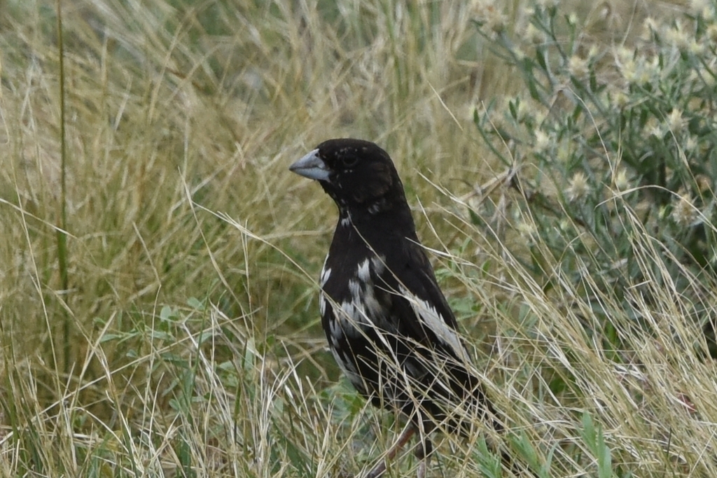 Lark Bunting from Superior, CO, USA on August 13, 2023 at 11:33 AM by ...