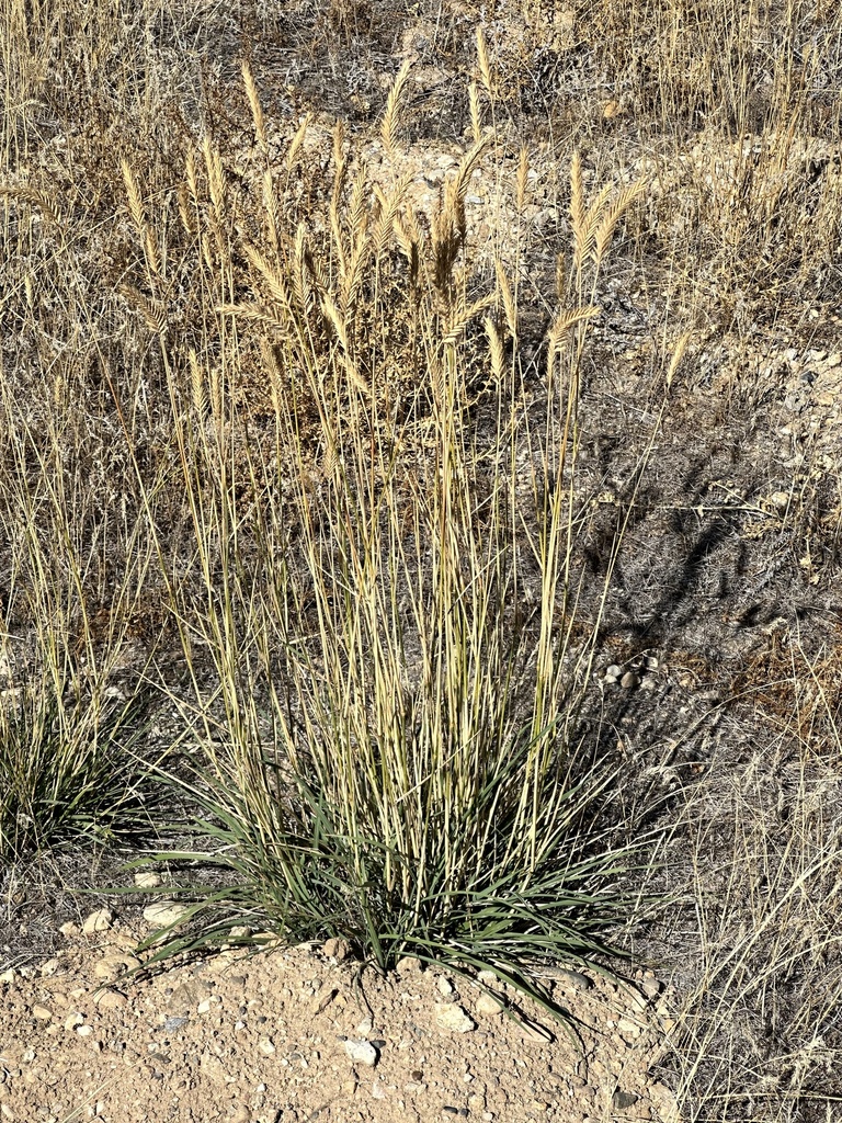 Crested Wheatgrass from Deer Flat National Wildlife Refuge, Nampa, ID ...