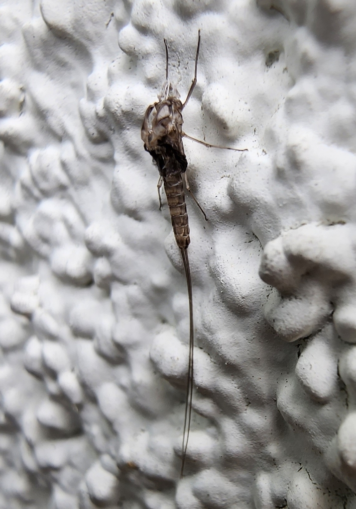Mayflies from Sorrento Valley, San Diego, CA, USA on September 15, 2023 ...