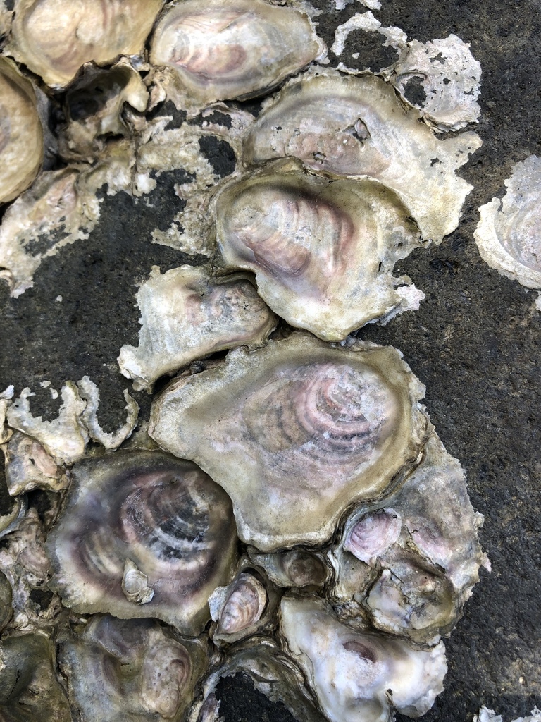 Saccostrea palmula from Puntarenas, , Puntarenas, CR on January 9, 2019 ...