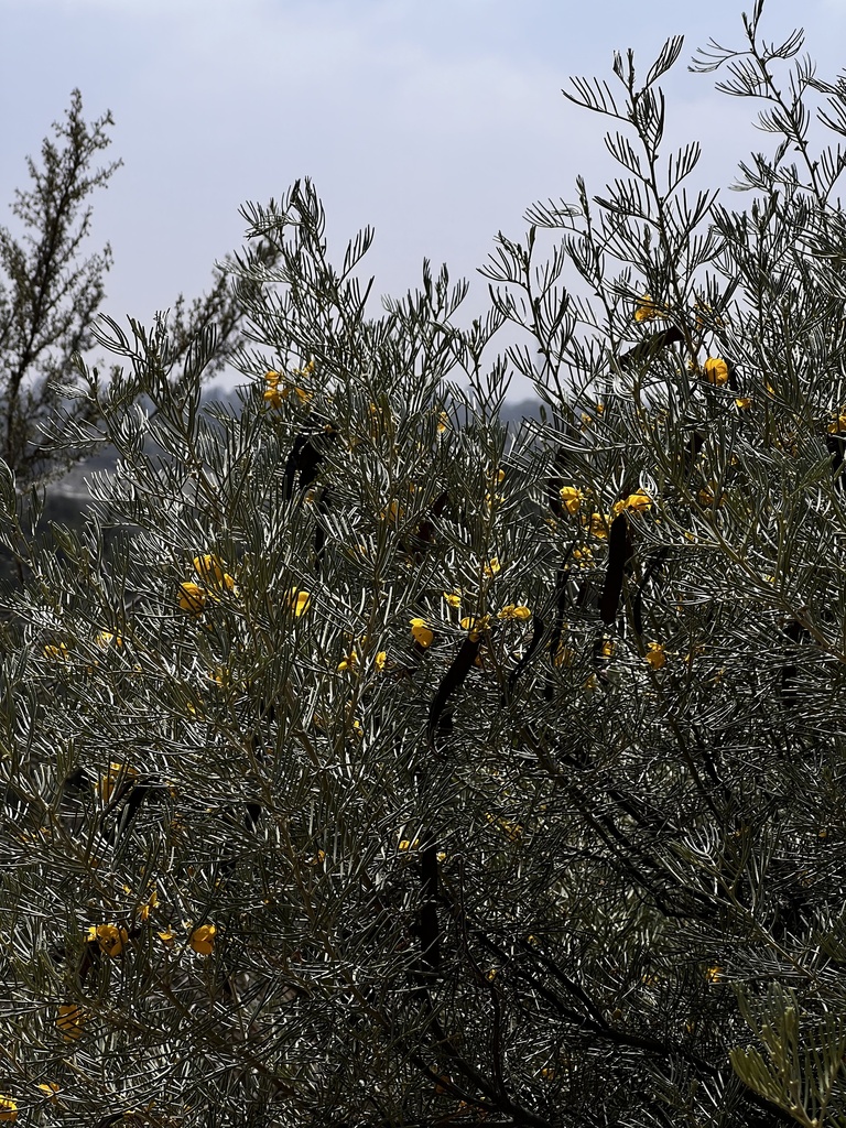 silver senna from Burbank Motorway, Claremont, CA, US on September 15 ...
