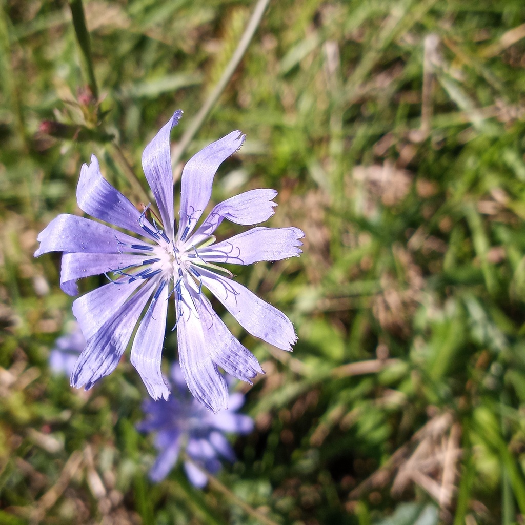 chicory from Millington, MD 21651, USA on September 15, 2023 at 09:44 ...