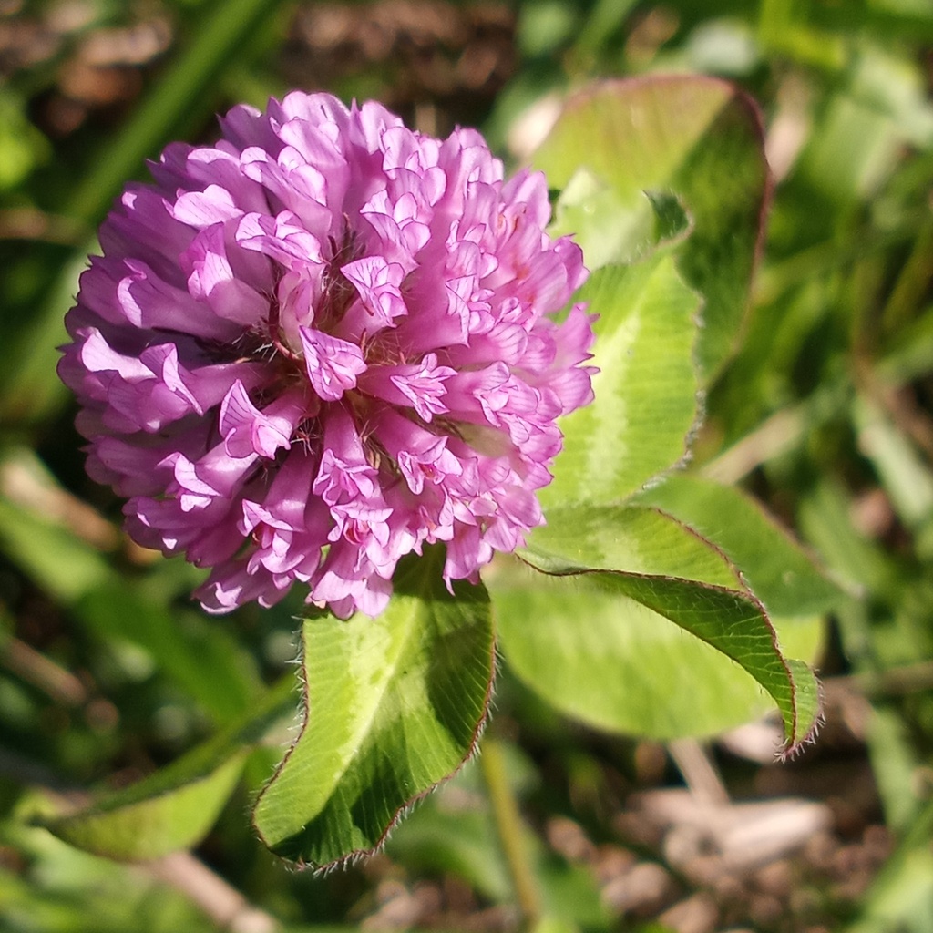 Red Clover from Kent County, MD, USA on September 15, 2023 at 09:47 AM ...