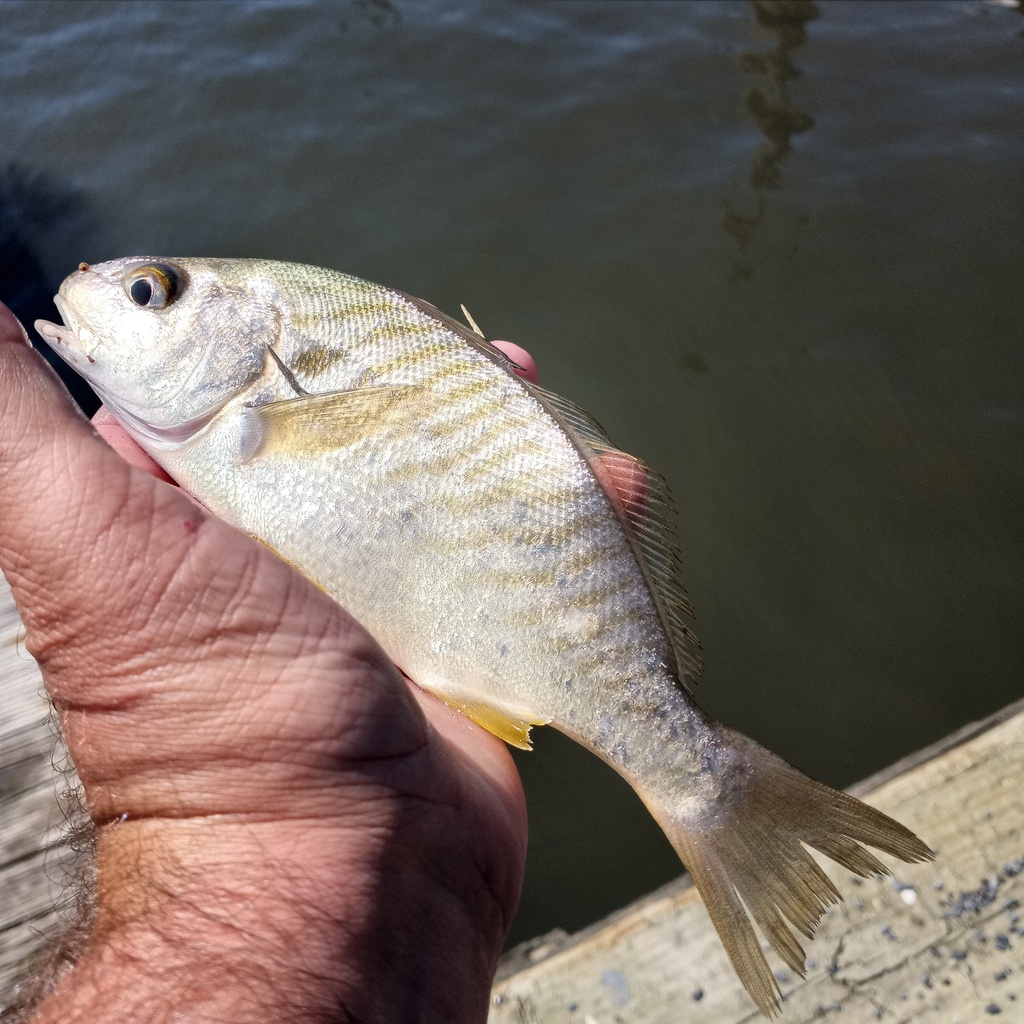 Spot Croaker from St Michaels, MD 21663, USA on September 15, 2023 at ...