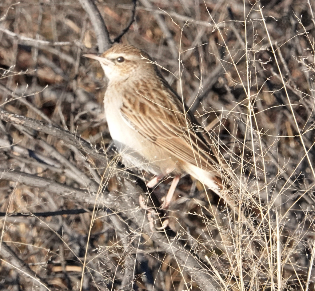 Rufous Songlark from Bowra Bore Drain track, Cunnamulla QLD 4490 ...