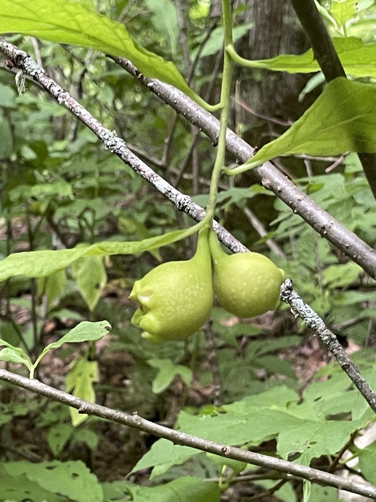 Buffalo-nut from Cherokee National Forest, Del Rio, TN, US on September ...