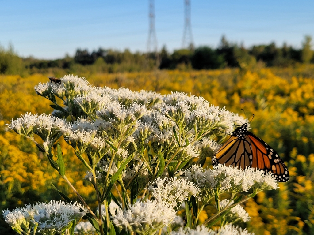 Monarch from Toronto, CA-ON, CA on September 15, 2023 at 06:33 PM by ...