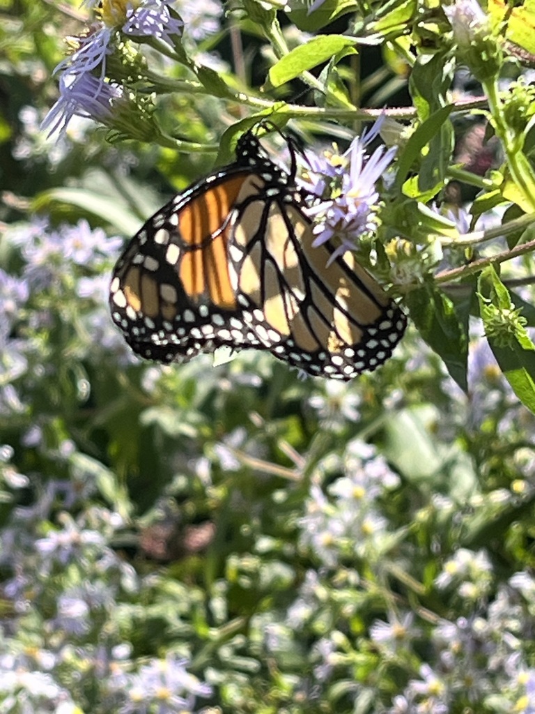 Monarch in September 2023 by dcbn. Checking to see if this is a Tiger ...