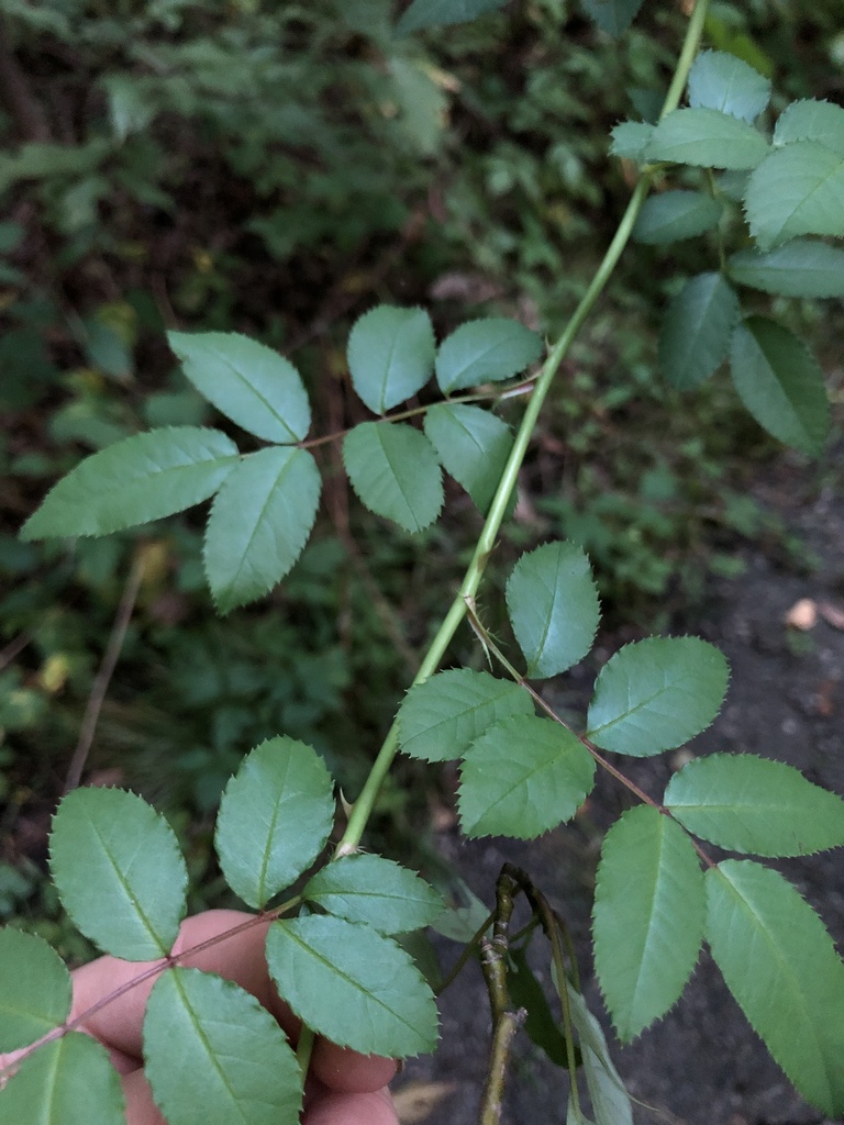 multiflora rose from S Huron River Dr, Ypsilanti, MI, US on September ...