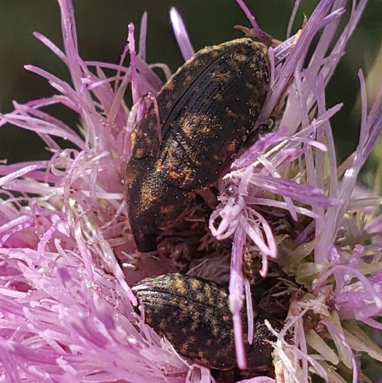 Turbine Cylindrical Weevil from Millersville, MD 21108, USA on ...
