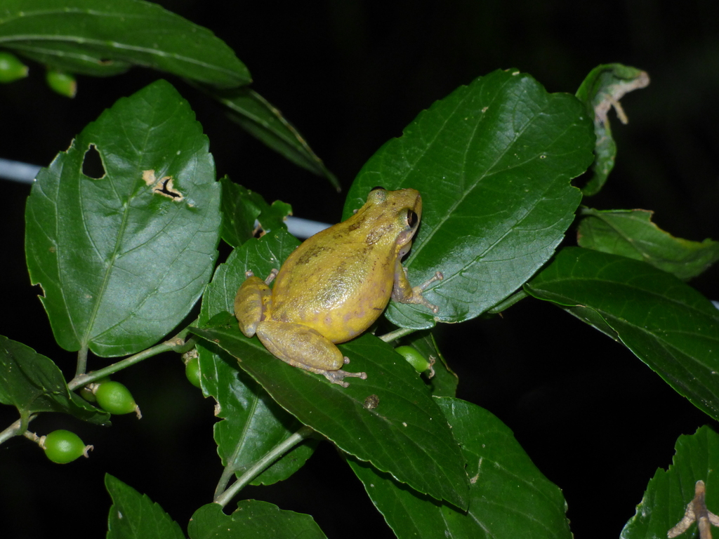 Lesser Snouted Tree Frog from 1° de Mayo, Chaco, Argentina on November ...