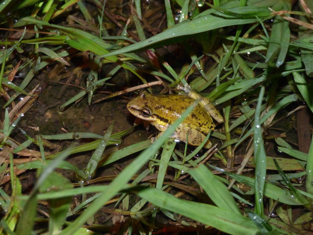 Lesser Snouted Tree Frog from 1° de Mayo, Chaco, Argentina on November ...