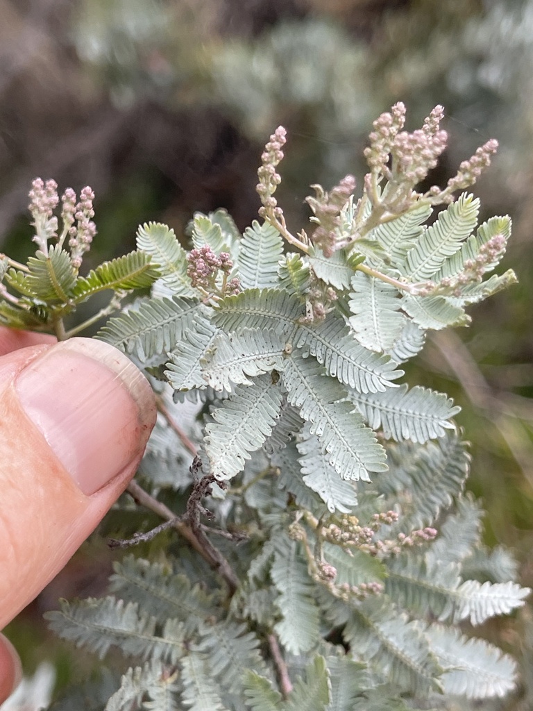 Cootamundra wattle from Inter-Garrison Rd, Marina, CA, US on September ...