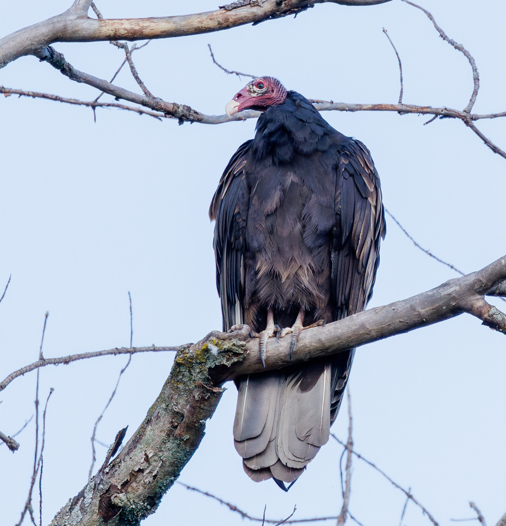 Turkey Vulture from Emmett Charter Township, MI, USA on September 14 ...