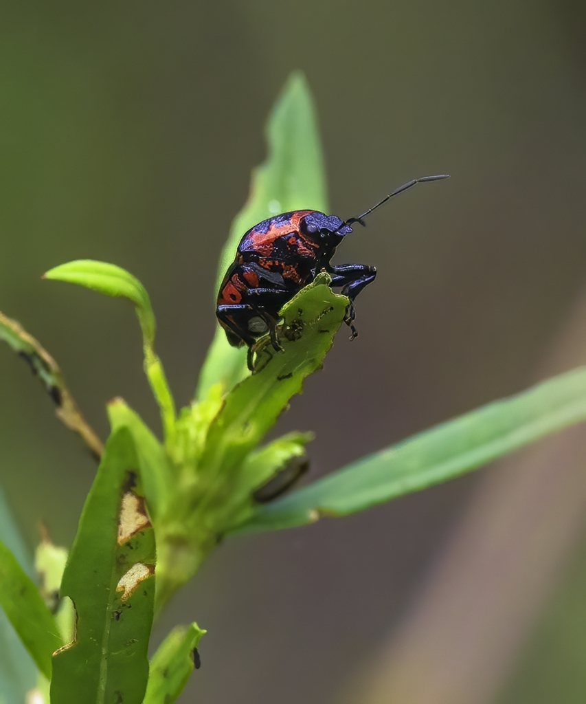 Anchor Stink Bug from Frenchman's Forest Natural Area 12201 Prosperity ...