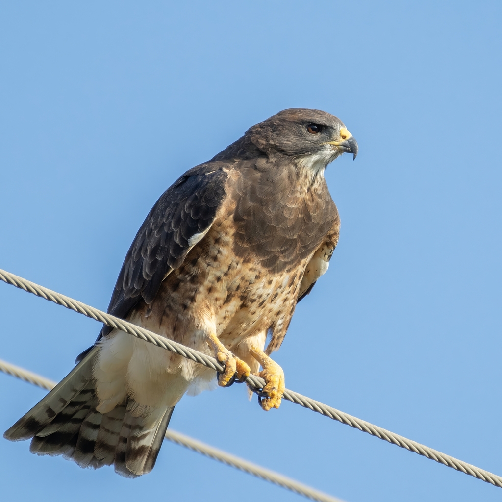 Swainson's Hawk from NALF on September 15, 2023 at 08:43 AM by Mike ...