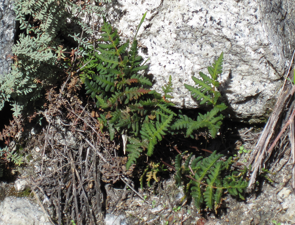 goldback fern from Mariposa County, CA, USA on October 21, 2009 at 11: ...