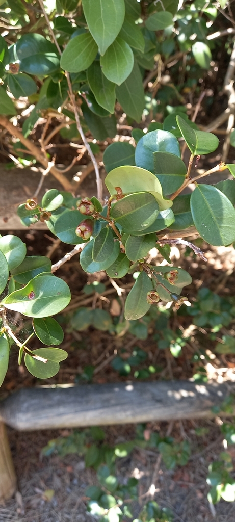 scrub cherry from Sandy Beach NSW 2456, Australia on September 16, 2023 ...