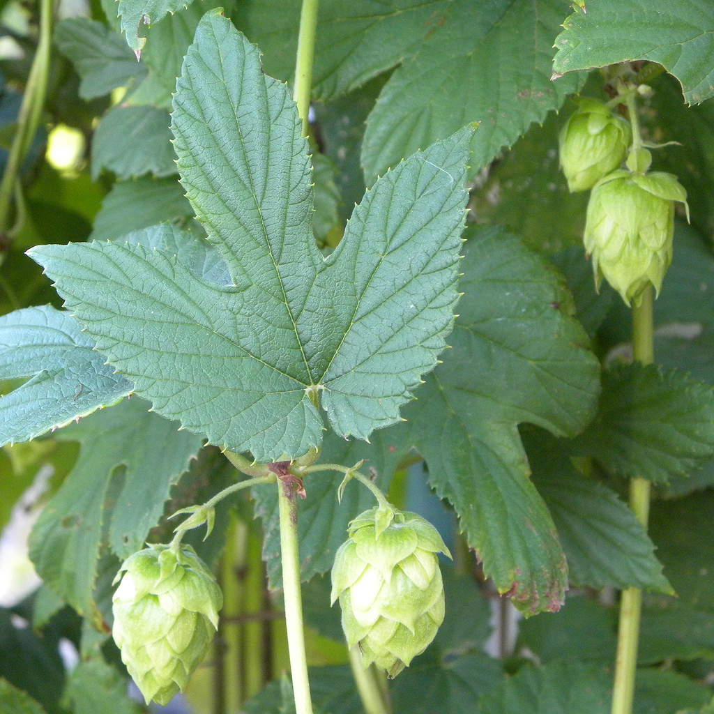 common hops from Northern Kentucky University, Highland Heights, KY ...