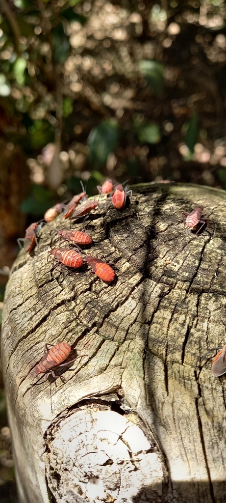 Insects from Sandy Beach NSW 2456, Australia on September 16, 2023 at ...