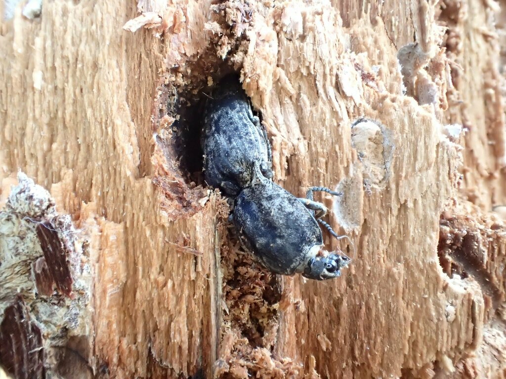 Cryptalaus berus in February 2018 by renshuchu · iNaturalist