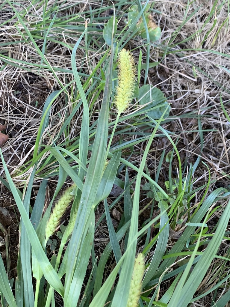 yellow foxtail from Bevan Dr, Fairfax, VA, US on September 15, 2023 at ...